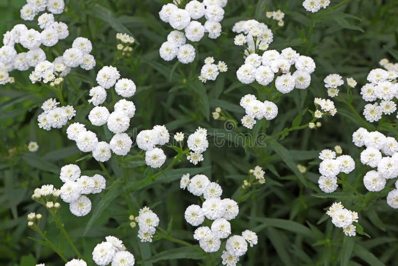 Small white garden flowers stock photo. Image of herb - 51803824