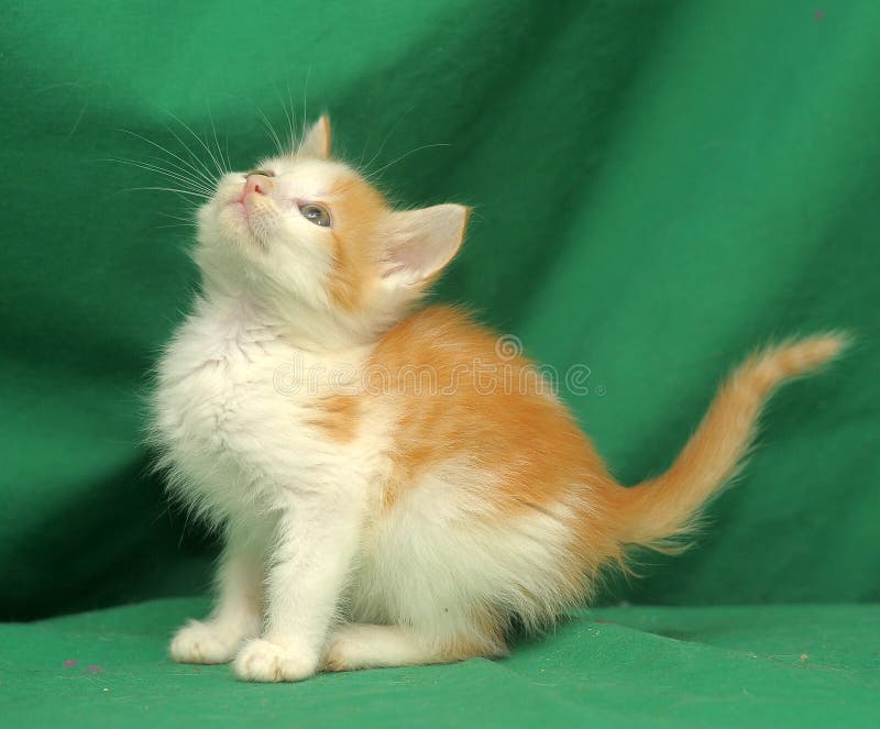 305 Ginger Cat Small Boy Stock Photos - Free & Royalty-Free Stock ...