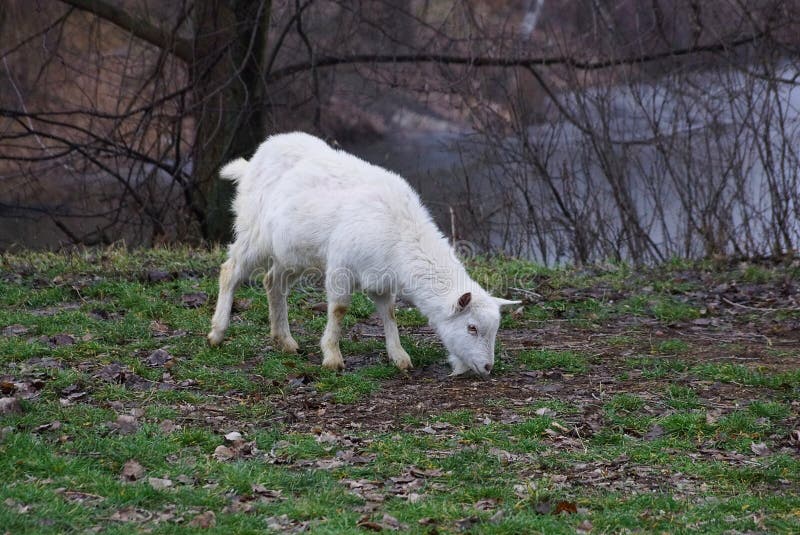A Small White Goat Stands and Eats Green Grass Stock Image - Image of ...