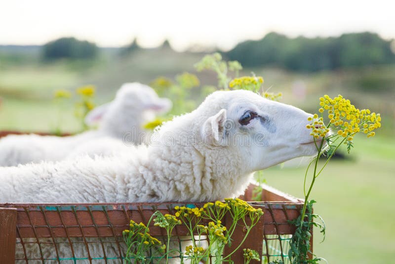 Small White Goats in a Small Paddock on a Farm. Farm, Cattle Stock ...
