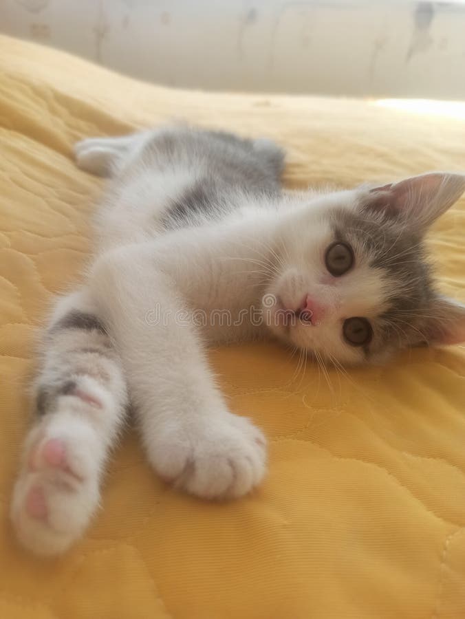 Small White Grey Kitty is Laying on Yellow Cover Stock Photo - Image of ...