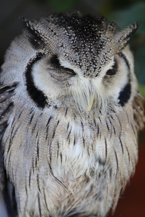 Small white and grey owl stock image. Image of education - 98184881