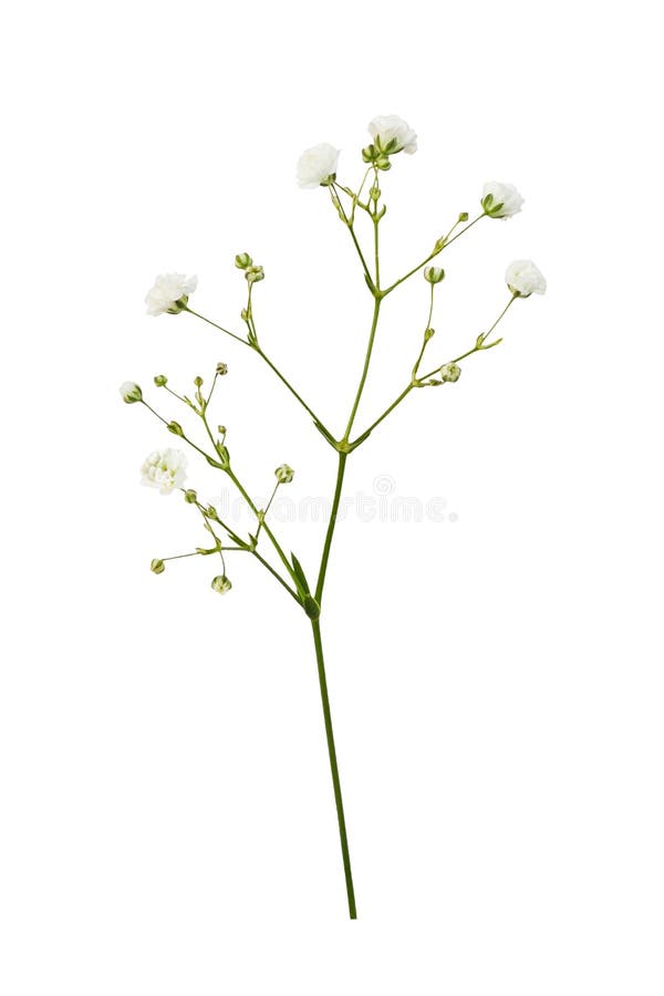 Small White Gypsophila Flowers Isolated on White Stock Photo - Image of ...