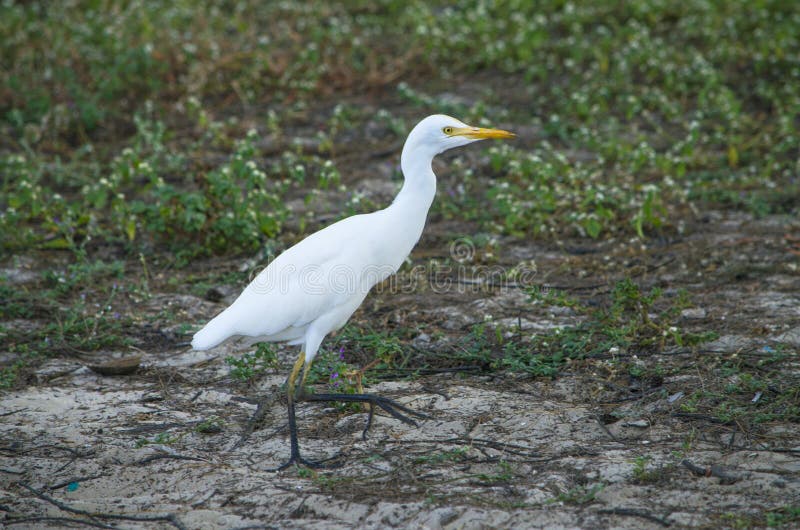 Small white heron stock image. Image of wildlife, crane - 63545133