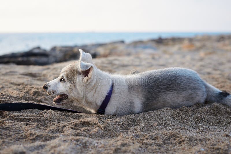 Small White Husky Puppy Playing on the Beach. Light Grey Dog is Digging ...