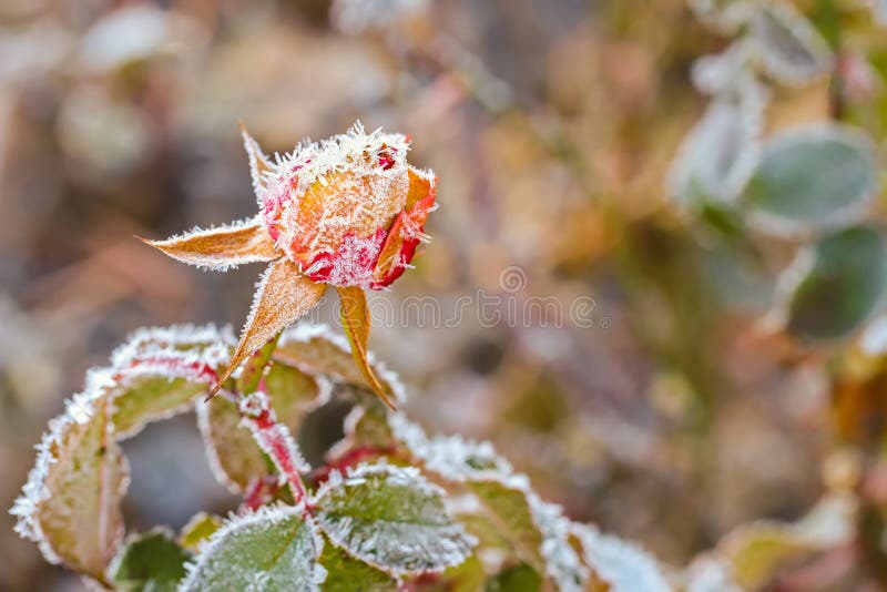 Small White Ice Crystals Forming on Rose Flower in the Morning Stock ...