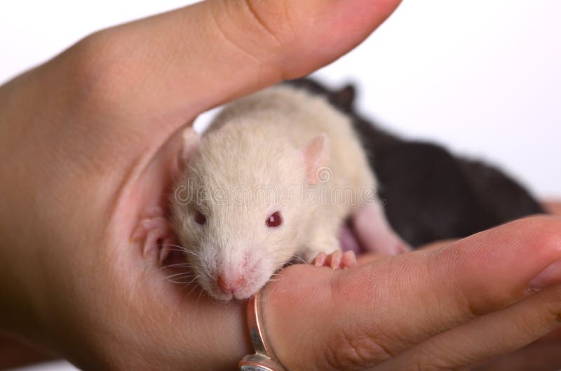 Small white rat stock image. Image of cute, white, baby - 24426249