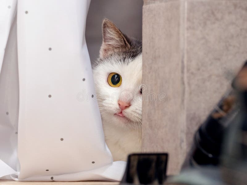 Small White Kitten Peeks Out from Behind the Curtain Stock Photo ...