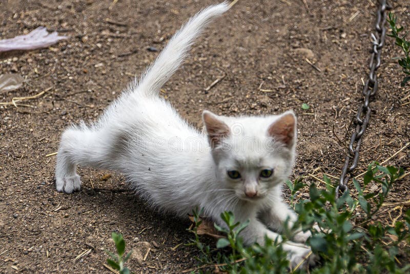 A Small White Kitten Plays with a Metal Chain in the Grass Stock Photo ...