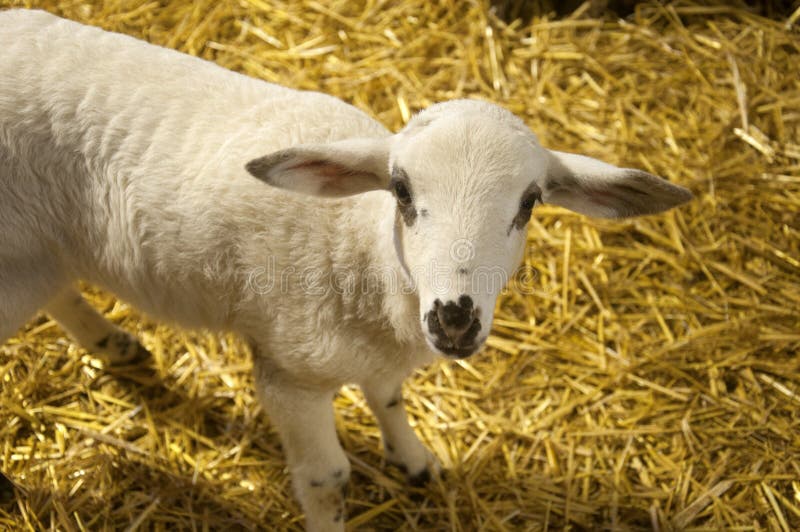 Small White Lamb on the Hay Background Stock Image - Image of farmland ...