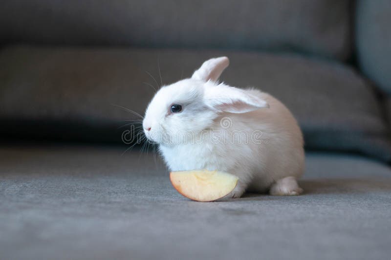 Small White Long-eared House Rabbit Stock Image - Image of protection ...
