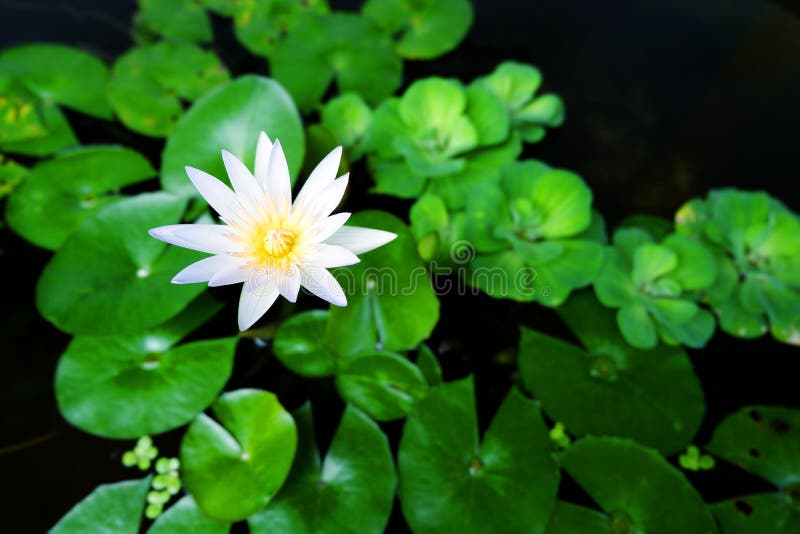 Small White Lotus in Pool with Green Leaves Stock Photo - Image of ...