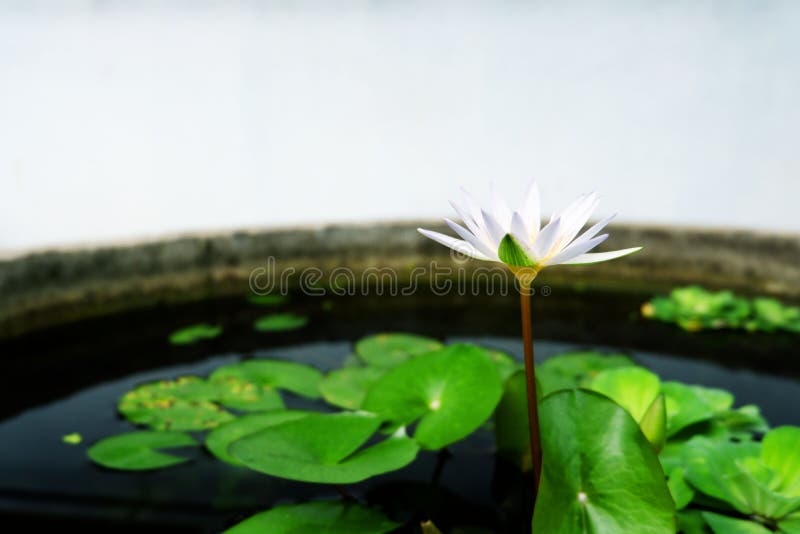 Small White Lotus in Pool with Green Leaves Stock Image - Image of ...