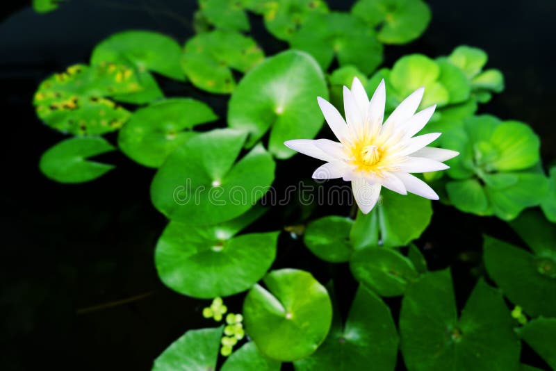 Small White Lotus in Pool with Green Leaves Stock Photo - Image of drop ...