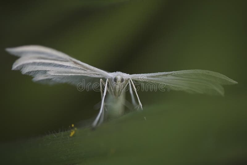 Small white moth macro stock photo. Image of close, black - 203771656