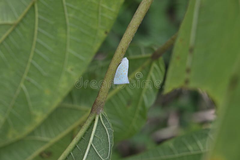 206 Triangle Moth Stock Photos - Free & Royalty-Free Stock Photos from ...