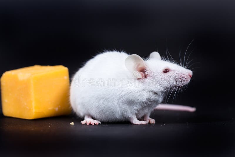Block of Cheese stock image. Image of rind, parmesan, cutting - 1844973