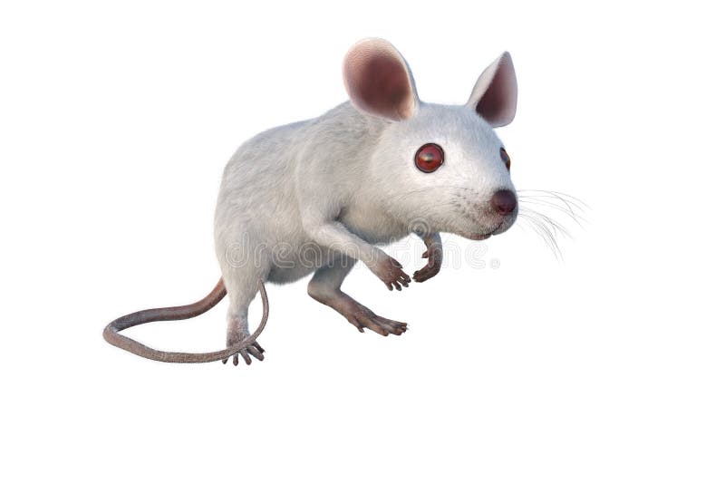 Small White Mouse 3D Illustration Isolated on White Background Stock ...