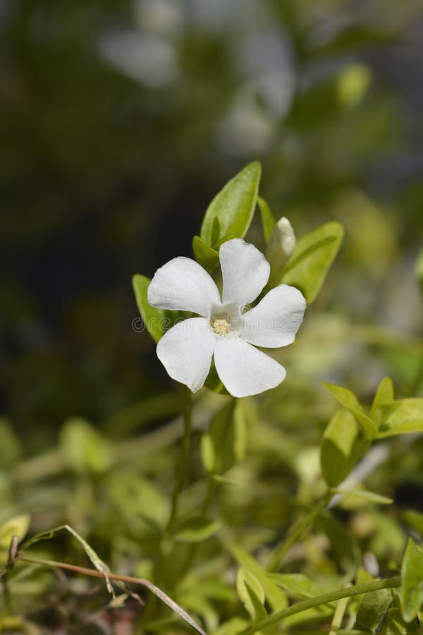 Small White Periwinkle stock photo. Image of plant, minor - 246511532