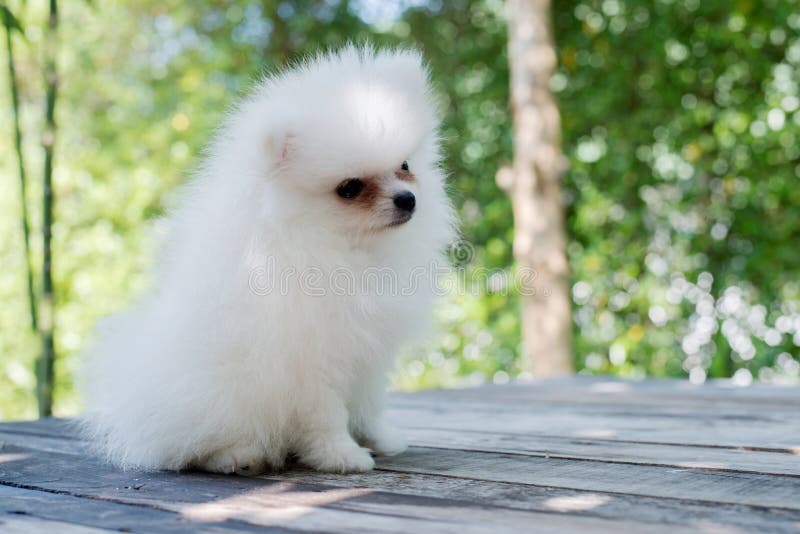 Small White Pomeranian Dog. Stock Image - Image of pups, bushy: 60446409