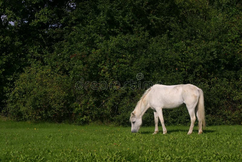 Horse stock photo. Image of horse, equestrian, buttercups - 8748