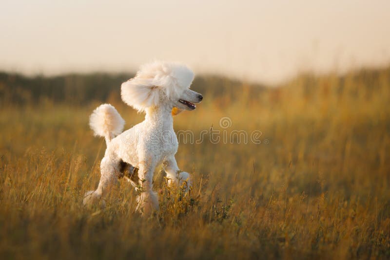 Small White Poodle on the Grass. Stock Photo - Image of puppy, fetch ...