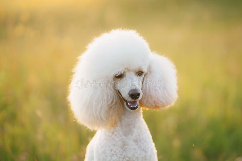 Small White Poodle on the Grass. Stock Photo - Image of happy, field ...