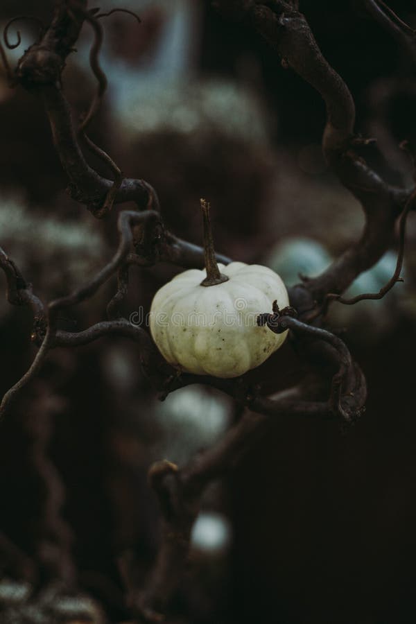 White pumpkin stock image. Image of dinner, kitchen - 162082493
