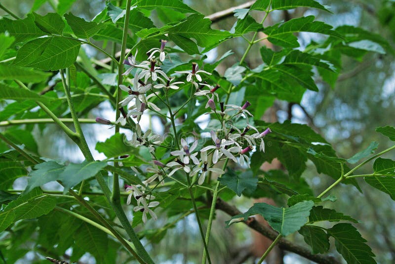 Small White and Purple Syringa Flowers on a Green Tree Stock Photo ...