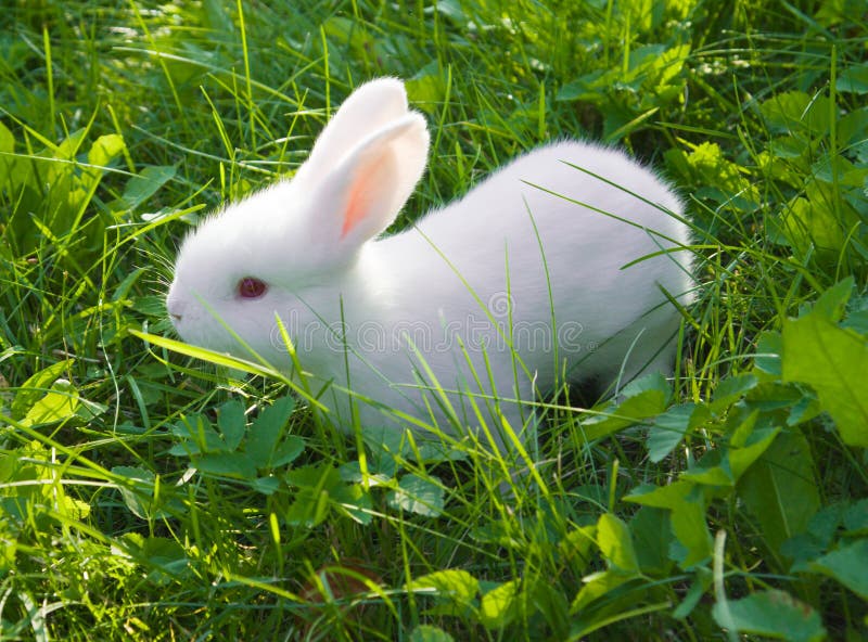 Small white rabbit stock photo. Image of plant, close - 10917736
