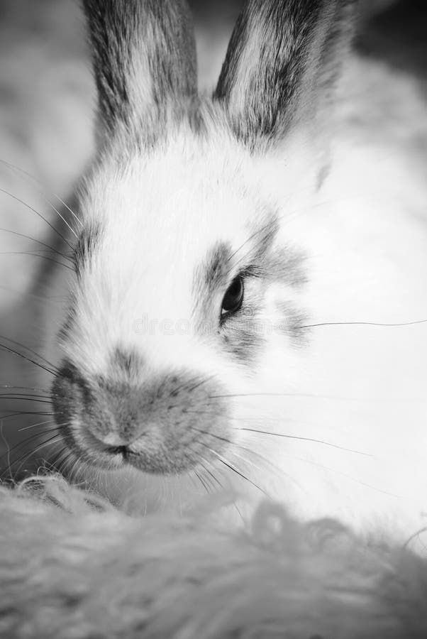 Small white rabbit cub stock photo. Image of fluffy, mammal - 11603702