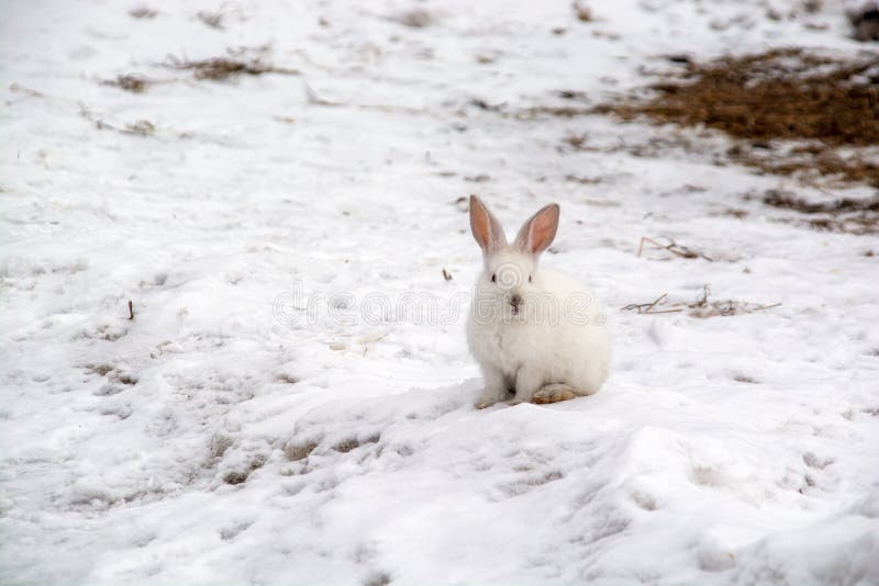 A Small White Rabbit Runs through the Snow in the Forest. Stock Photo ...