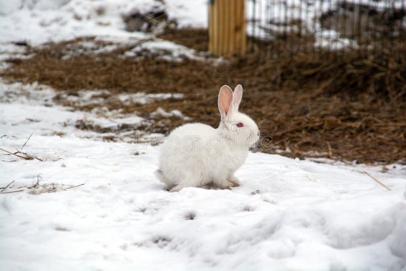 A Small White Rabbit Runs through the Snow in the Forest. Stock Image ...