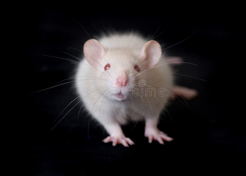 Portrait of a small rat stock image. Image of white, rodent - 12581925