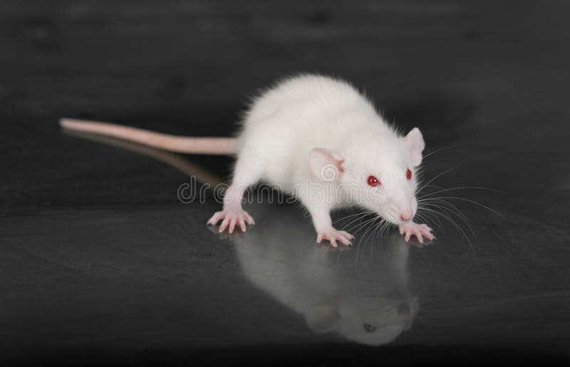 Baby Rat stock image. Image of white, glass, small, cute - 12403547