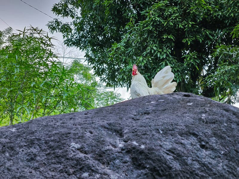 Small White Rooster stock image. Image of jungle, plant - 318586703