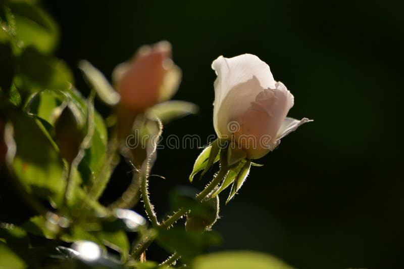 Small white rose bud stock photo. Image of pink, plant - 283097978