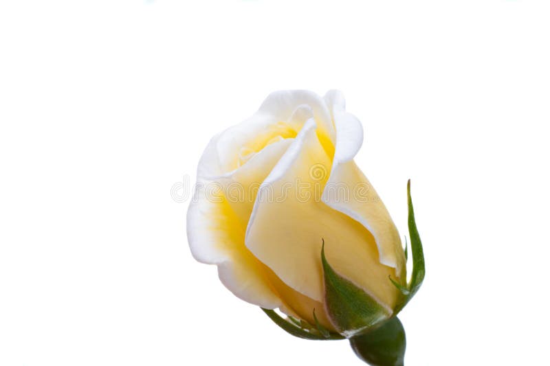 Small white rose isolated stock photo. Image of isolated - 308226006