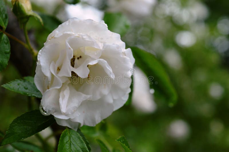 Small White Rose in the Spring Stock Image - Image of plant, leaf ...