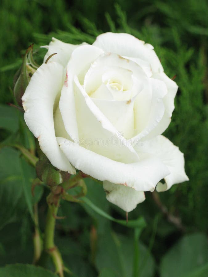 Small white rose stock image. Image of decorative, small - 96070109
