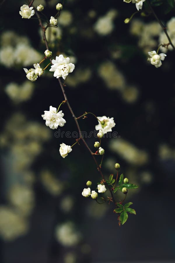 Small White Roses Beautiful Spring Texture in the Garden Stock Photo ...