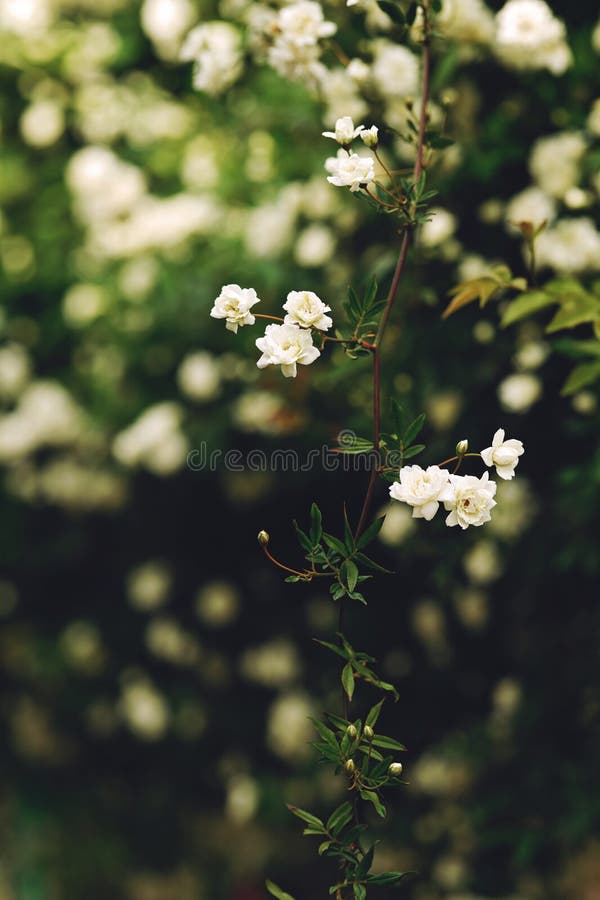 Small White Roses Beautiful Spring Texture in the Garden Stock Image ...