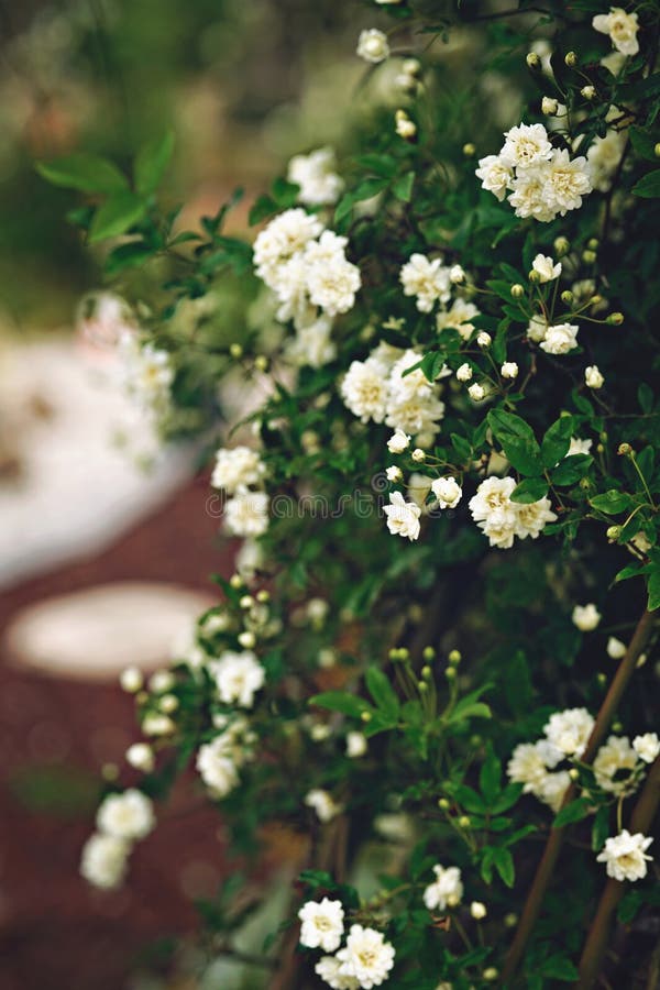 Small White Roses Beautiful Spring Texture in the Garden Stock Photo ...