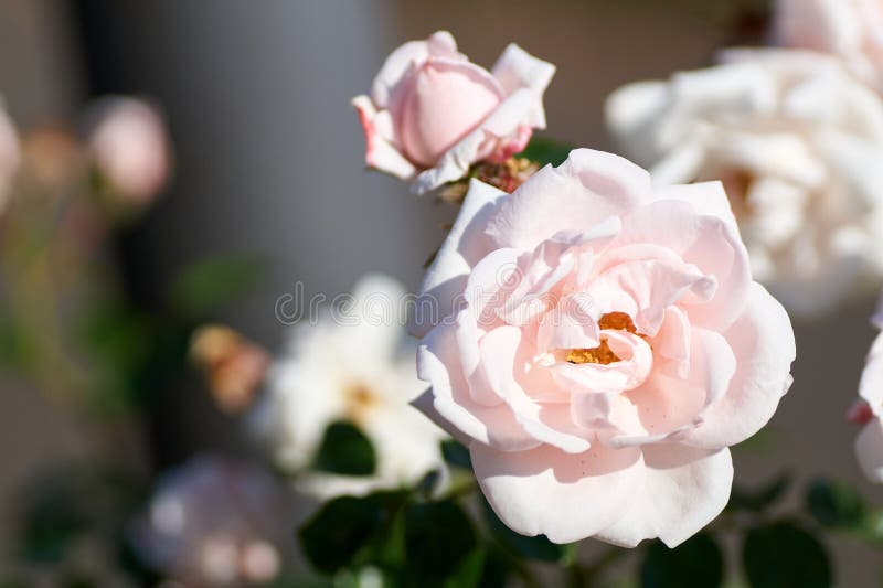 Small White Roses Bushes Blooming on the Road in Garden Stock Photo ...