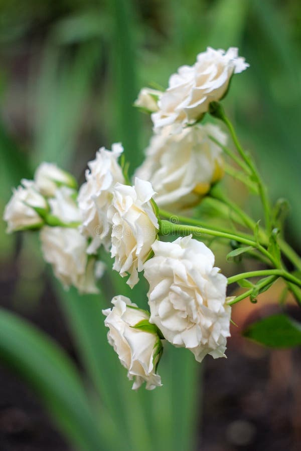 Small white roses stock image. Image of nature, summer - 89011883