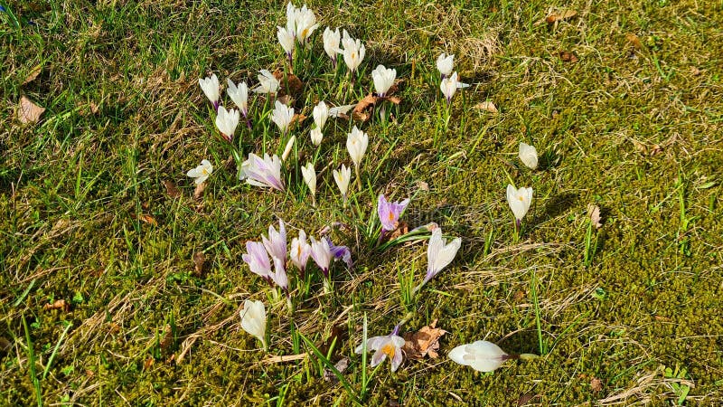 Small White Saffron Flowers on Forest Lawns on Warm Spring Days Stock ...