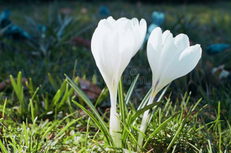 Small White Saffron Flowers in Green Grass Stock Image - Image of stalk ...
