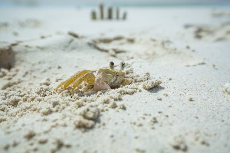 Small White Sand Crab of Kleine Curacao Stock Photo - Image of ...