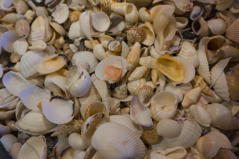 Small white sea shells stock photo. Image of beachcomber - 96273354