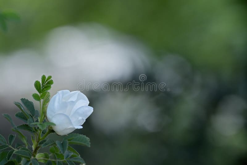 Small White Shrub Rose in Front of Blurred Green Background Stock Image ...